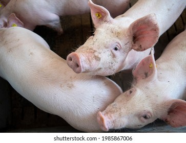 3,779 Pig looking at camera Images, Stock Photos & Vectors | Shutterstock