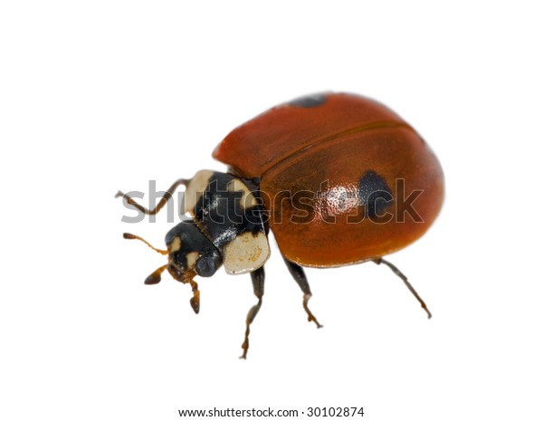 Two Points Ladybug Isolated On White Stock Photo 30102874 | Shutterstock