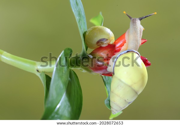 Two Polynesian Tree Snails Partula Sp Stock Photo 2028072653 | Shutterstock