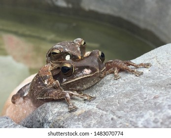 Two Polypedates Leucomystax Common Tree Frogs: foto stock (editar agora ...