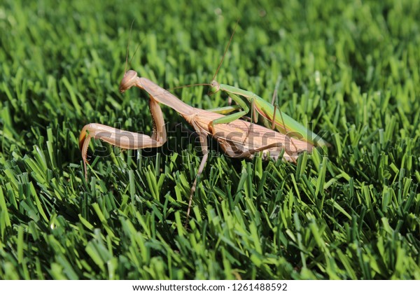 Two Praying Mantis Stock Photo 1261488592 | Shutterstock