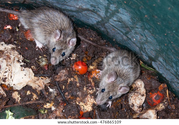 Two Rat Mice Vegetable Garbage Bin Stock Photo (Edit Now) 476865109