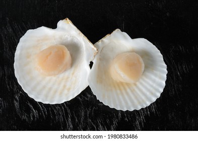 717 Japanese conch shell Images, Stock Photos & Vectors | Shutterstock