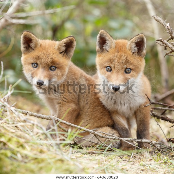Two Red Fox Cubs Stock Photo 640638028 | Shutterstock