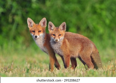 9,794 2 foxes Images, Stock Photos & Vectors | Shutterstock