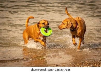 Two Rhodesian Ridgeback Play River Stock Photo 1589647366 | Shutterstock