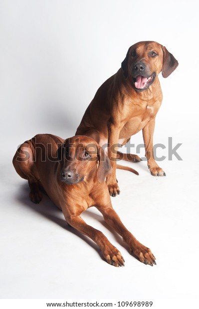 Two Rhodesian Ridgebacks On White Background Stock Photo 109698989 ...