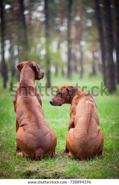 Two Rhodesian Ridgebacks Sitting On Grass Stock Photo (Edit Now) 738894196
