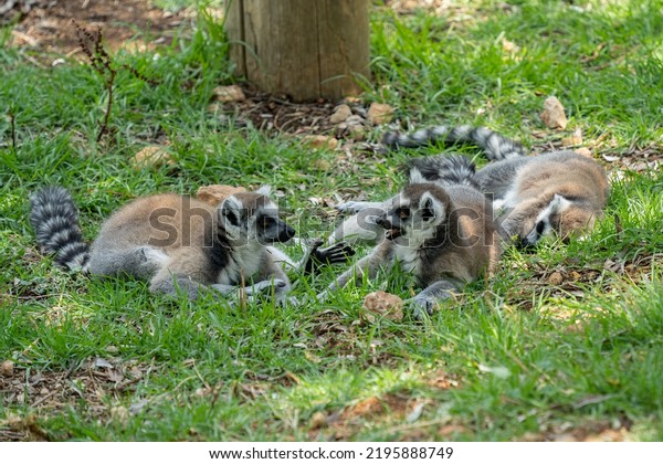 Two Ring Tailed Lemurs Having Conversation Stock Photo 2195888749 ...