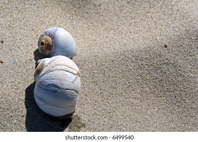 Two Round Shells Sit On Dry Stock Photo 6499540 | Shutterstock