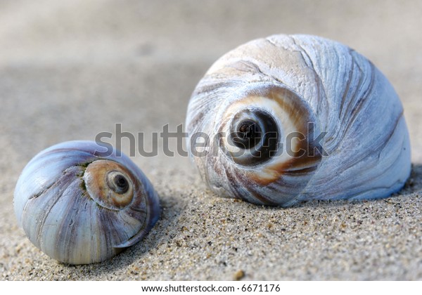 Two Round Shells Sit On Dry Stock Photo 6671176 | Shutterstock