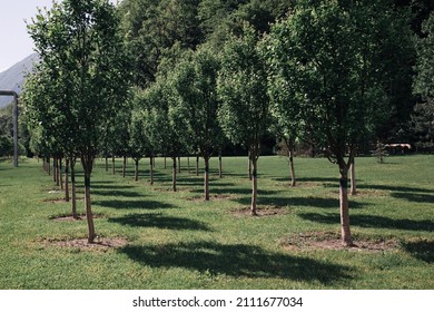 14,056 Manicured Trees Images, Stock Photos & Vectors | Shutterstock