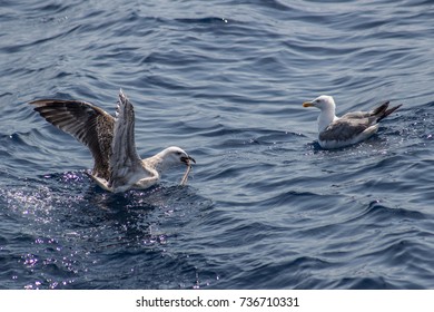 335 Gull skeleton Images, Stock Photos & Vectors | Shutterstock