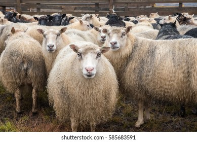 Two Sheep Behind Stockfoto 585683591 | Shutterstock