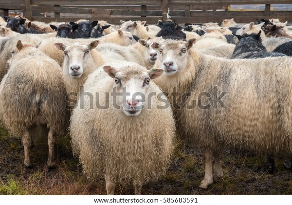 Two Sheep Behind Stockfoto 585683591 | Shutterstock