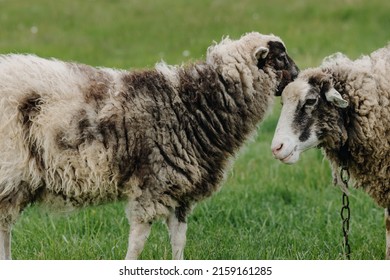 10,707 Sheep front Images, Stock Photos & Vectors | Shutterstock