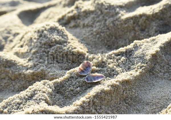 Two Shell Combine Together Making Shape Stock Photo 1555421987 ...