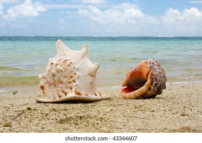 Two Shells On Beach Ocean Background Stock Photo 43344607 | Shutterstock