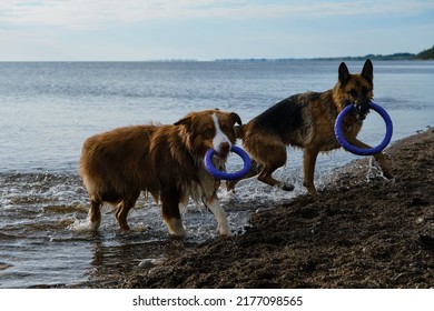 1,540 Dog biting water Images, Stock Photos & Vectors | Shutterstock