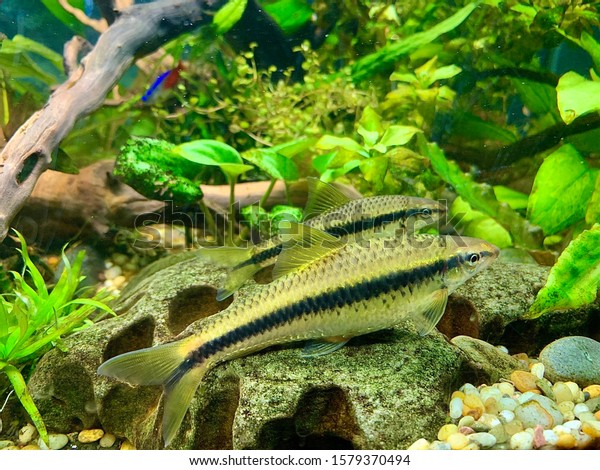 Two Siamese Algae Eater Fish Aquarium Stock Photo 1579370494 | Shutterstock