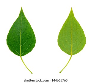 Two Sides Green Leaf Stock Photo 144665765 | Shutterstock