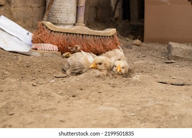 5,014 Chicken Scratch Images, Stock Photos & Vectors | Shutterstock