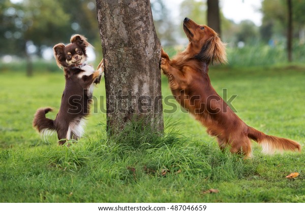 279,201 Dogs In Trees Images, Stock Photos & Vectors | Shutterstock