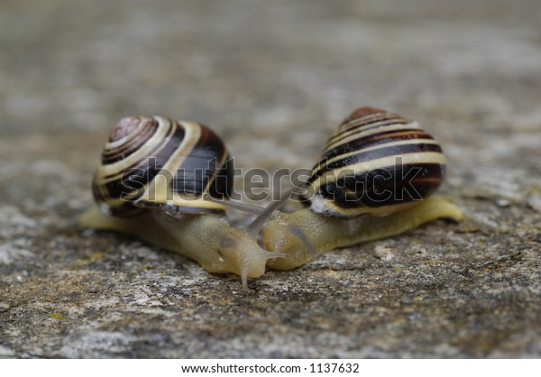 Two Snail Stock Photo (Edit Now) 1137632