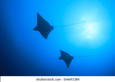 Two Spotted Eagle Rays Stock Photo 564691384 | Shutterstock