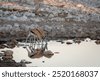 19+ Thousand Springbok Royalty-Free Images, Stock Photos & Pictures ...