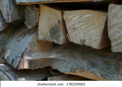 833 Spider log Images, Stock Photos & Vectors | Shutterstock
