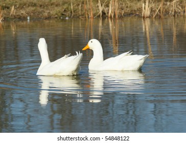 Stock Photo and Image Portfolio by Susie Prentice | Shutterstock