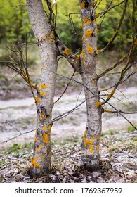 316 Two trees merging Images, Stock Photos & Vectors | Shutterstock