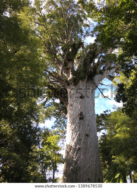 Two Thousand Year Old Tree New Stock Photo 1389678530 | Shutterstock