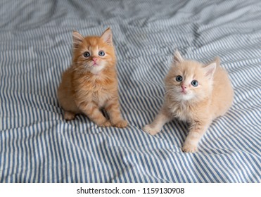 Two Tiny Fluffy Orange Kittens Sitting Stock Photo 1159130908 ...