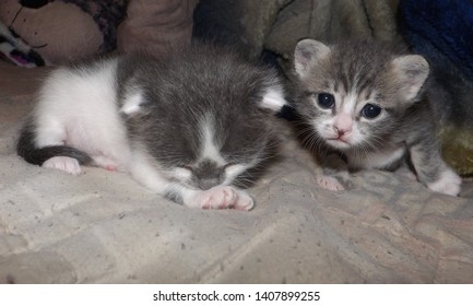 1,121 Neonatal kittens Images, Stock Photos & Vectors | Shutterstock