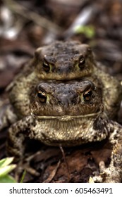 106 Frogs making love Images, Stock Photos & Vectors | Shutterstock