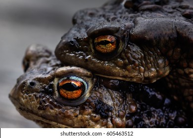 106 Frogs making love Images, Stock Photos & Vectors | Shutterstock