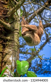 Two Toed Sloth Upside Down On Stock Photo 1324944005 | Shutterstock