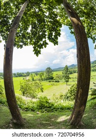 Two Tree Stock Photo 720704956 | Shutterstock