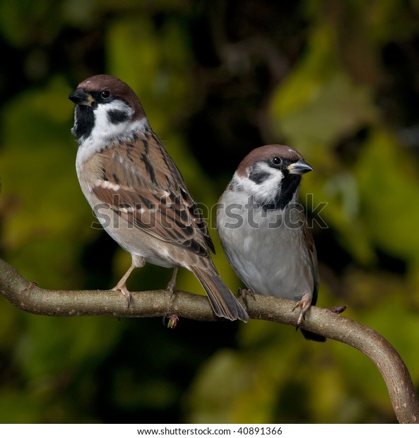 Two Tree Sparrows On Branch Stock Photo 40891366 | Shutterstock