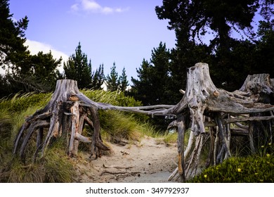 Two Tree Stumps Stock Photo 349792937 | Shutterstock