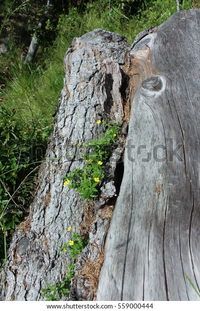 Two Tree Trunks Bloodroot Stock Photo 559000444 | Shutterstock