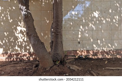 1,741 Tree Trunk Upright Images, Stock Photos & Vectors | Shutterstock