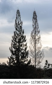 Two Trees Different Stock Photo 1173872926 | Shutterstock
