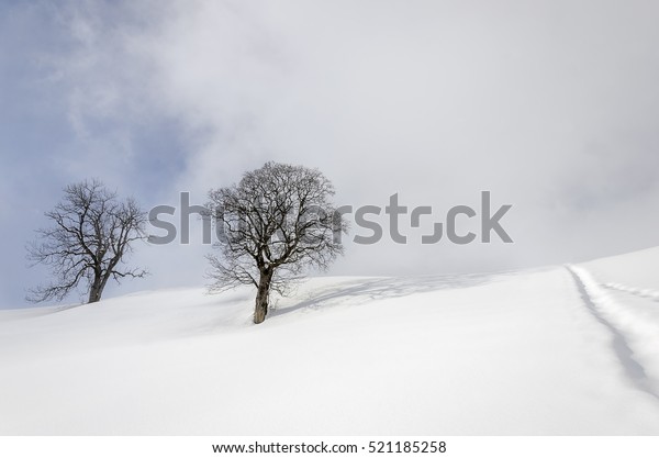 Two Trees On Mountain Winter Minimalism Stock Photo 521185258 ...