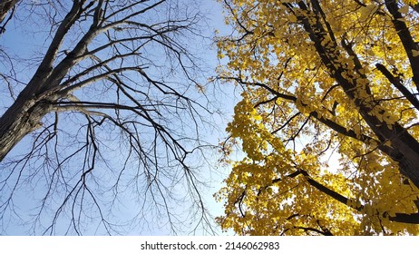 3,549 Tree with same color background Images, Stock Photos & Vectors ...