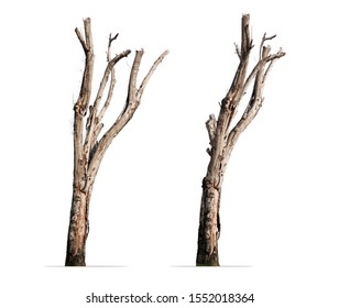 Tree-trunk Images, Stock Photos & Vectors | Shutterstock
