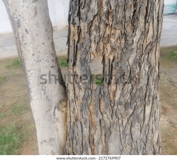Two Trunk Trees One Trunk Thick Stock Photo 2172769907 | Shutterstock