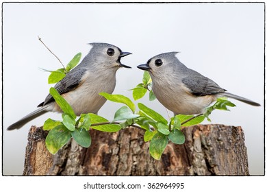 93 Tufted Titmice Images, Stock Photos & Vectors | Shutterstock